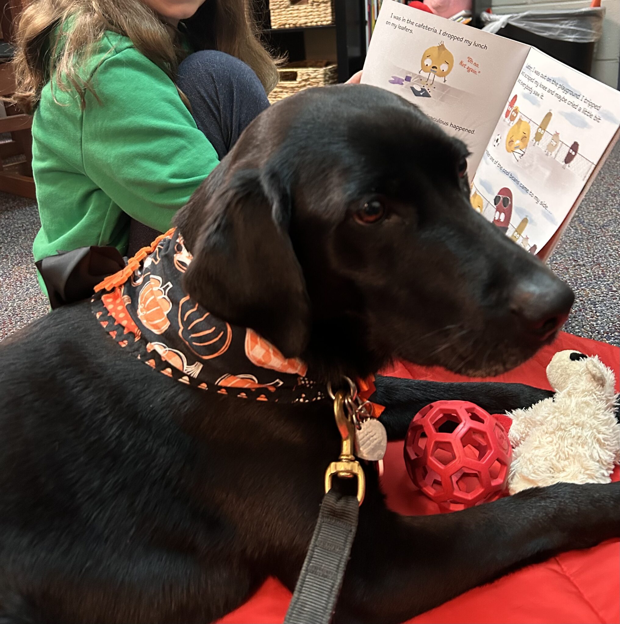 Our Teams At Work – Upstate Therapy Dogs